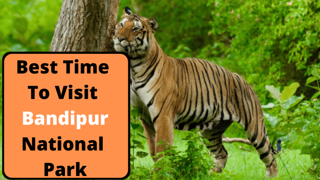 BANDIPUR NATIONAL PARK: BEST of Mysore!!!